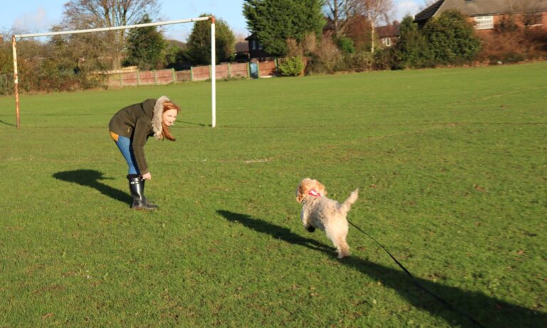 Puppy, Follow On & Young Dog Classes - Evolution Dog Training