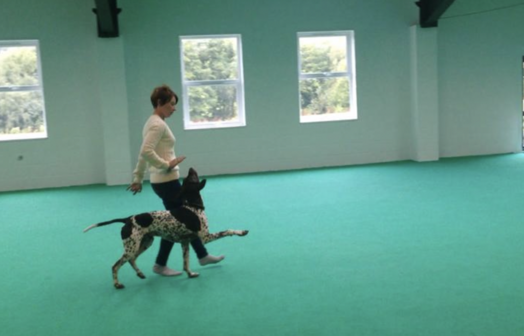 Heelwork to Music - Evolution Dog Training